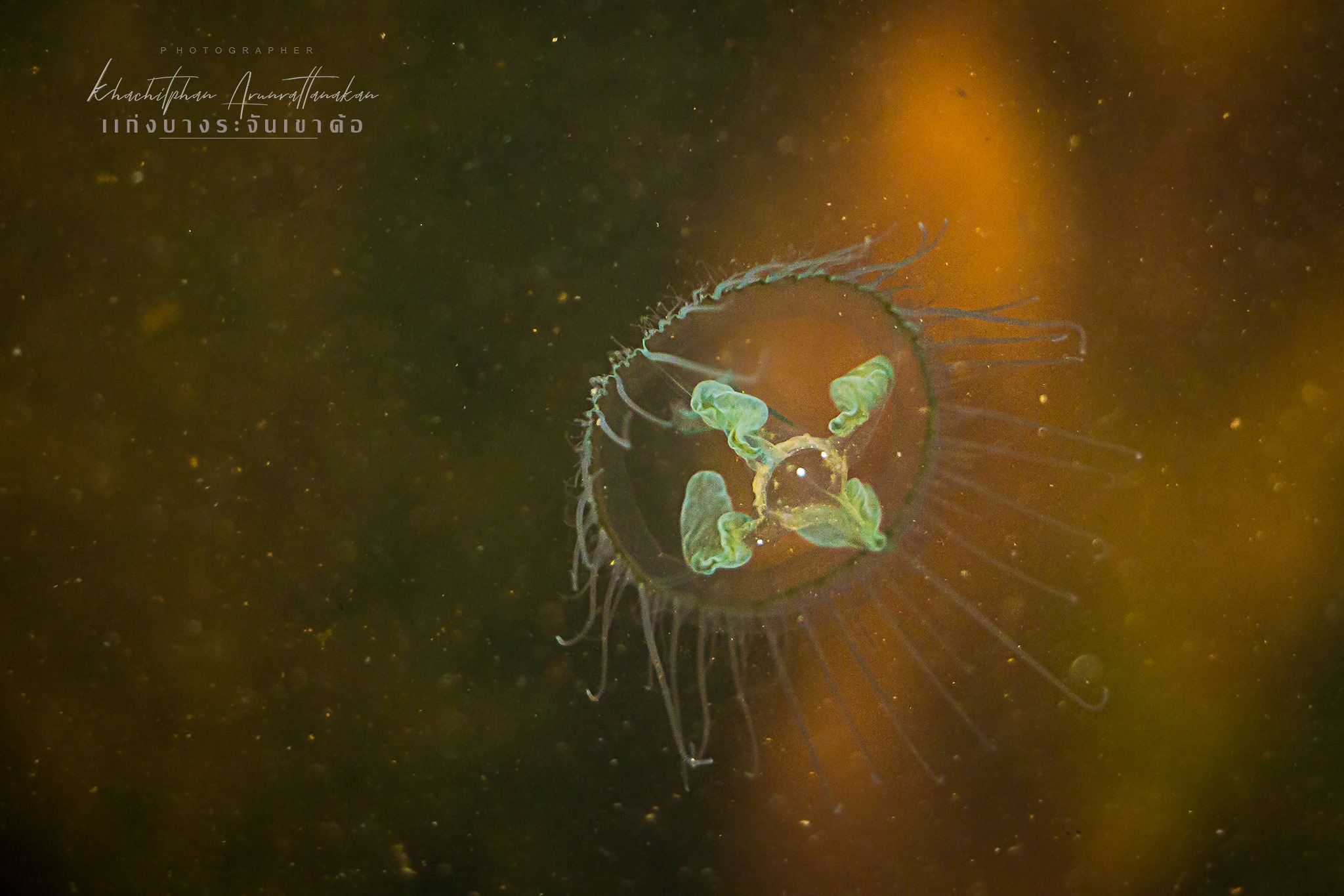 สัตว์น้ำประจำจังหวัดไทย ครบ 77 จังหวัด ทายถูกไหมจังหวัดของคุณเป็นสัตว์อะไร?