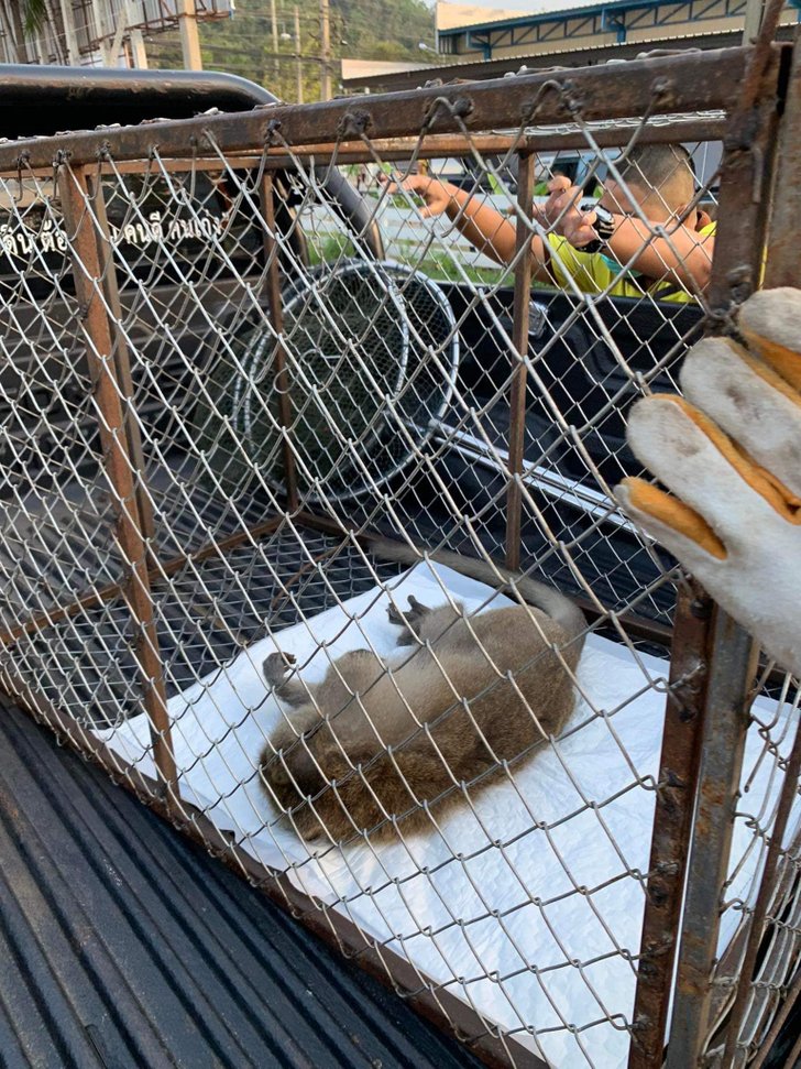 ไม่ว่าใคร ก็รักลูกตัวเอง Bay Riffer รู้สึกผิด สุดวิสัย ไม่หักหลบ ขับรถชนลิง