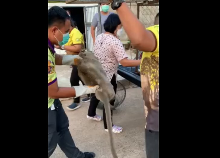 ไม่ว่าใคร ก็รักลูกตัวเอง Bay Riffer รู้สึกผิด สุดวิสัย ไม่หักหลบ ขับรถชนลิง