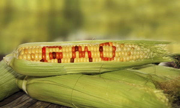 สรุปเลย! GMOs พืชและสัตว์ดัดแปลงพันธุกรรม ดีหรือไม่ดีกันแน่?