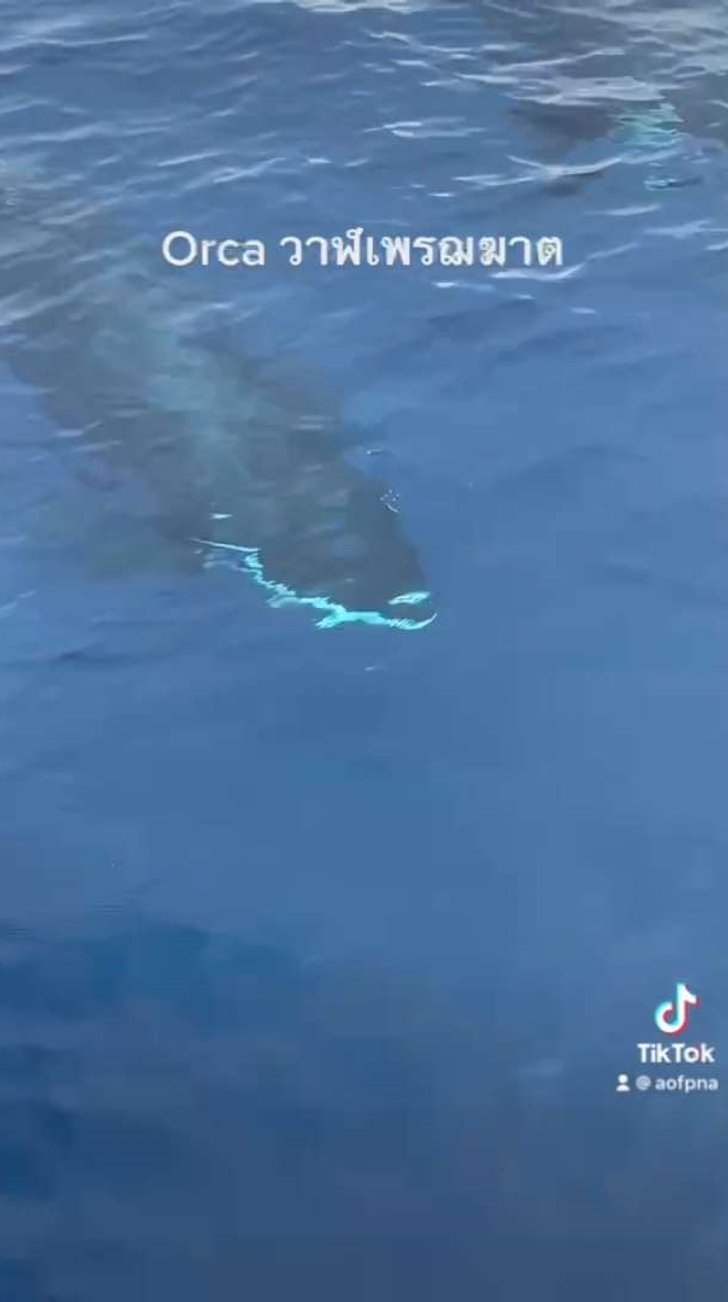 แต้มบุญสูงมาก! เช่าเรือเหมาลำออกทะเลตกปลา เจอ "ฝูงวาฬเพชฌฆาต" ใกล้เกาะตาชัย