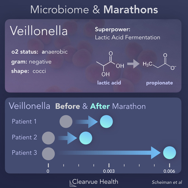 "Veillonella" : แบคทีเรียในลำไส้ที่ช่วยเสริมประสิทธิภาพให้กับนักวิ่งมาราธอน