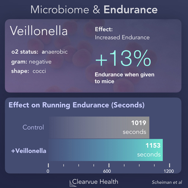 "Veillonella" : แบคทีเรียในลำไส้ที่ช่วยเสริมประสิทธิภาพให้กับนักวิ่งมาราธอน