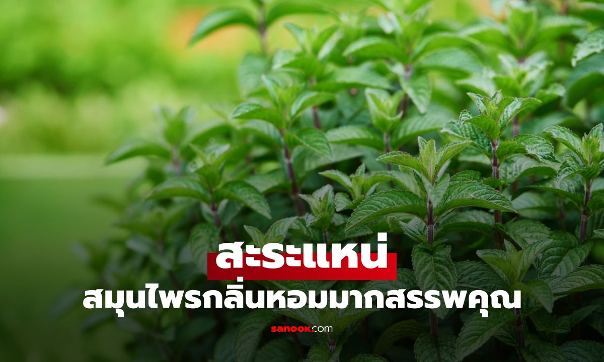 ประโยชน์ของสะระแหน่: พืชสมุนไพรกลิ่นหอม สรรพคุณมากคุณค่า